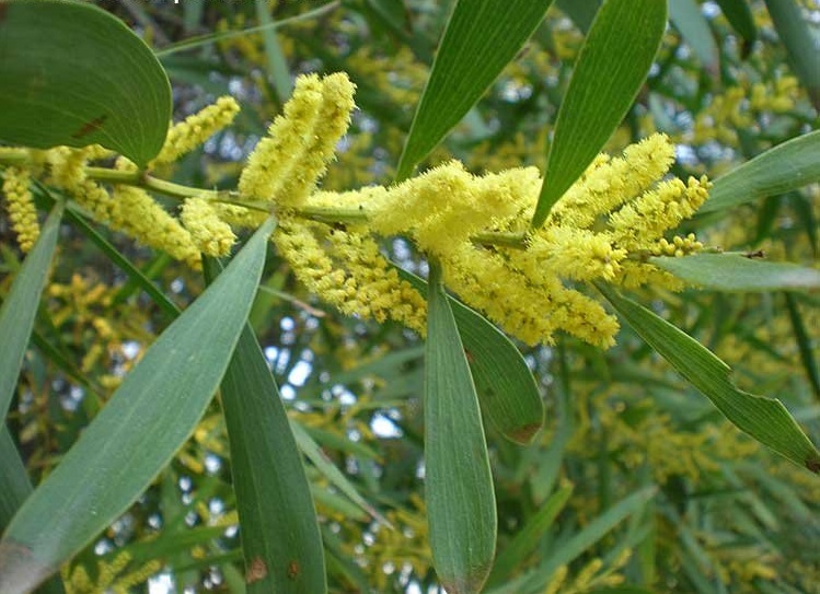 Flor Acácia • tiposdeflores
