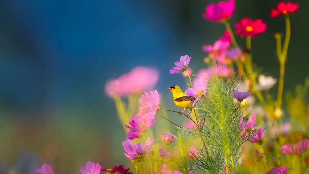 10 das flores mais bonitas do mundo! • tiposdeflores